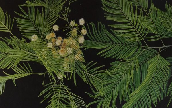 Angico-vermelho - Copaíba